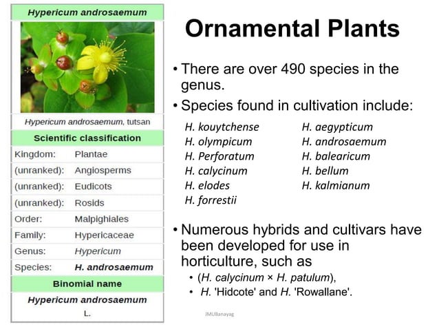 Hypericum Berry Production (Cut Flower) | PDF