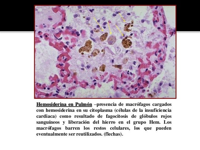 Banco imagenes patologia