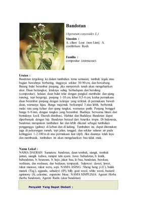Bandotan | DOCX