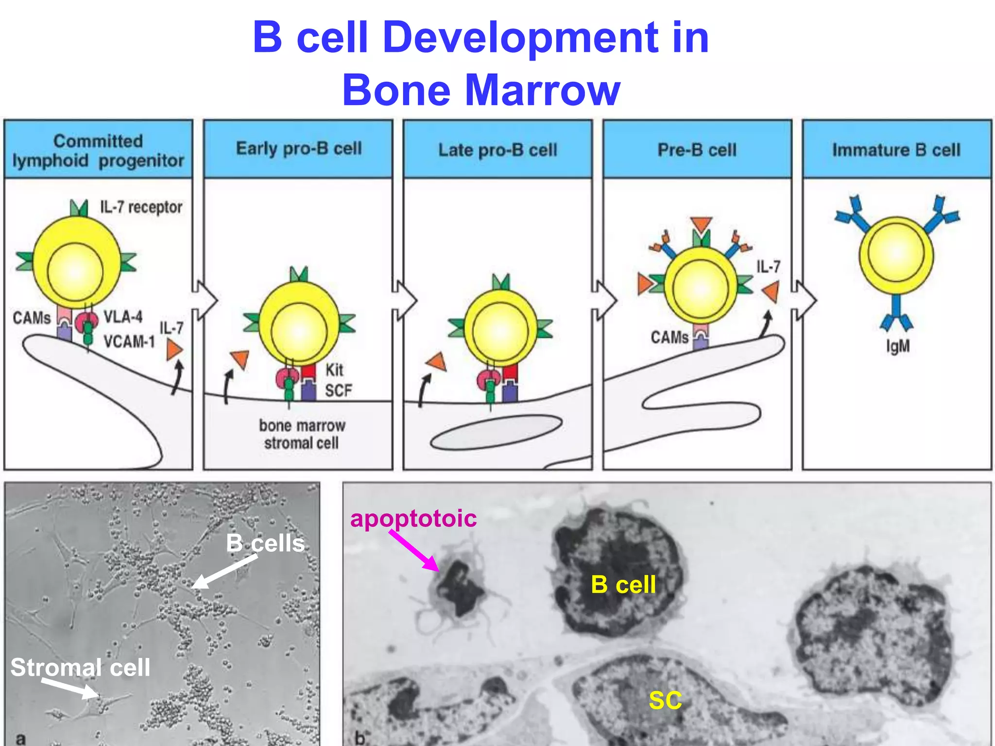B and T cell maturation.ppt