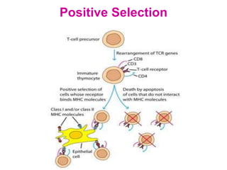 B and T cell maturation.ppt