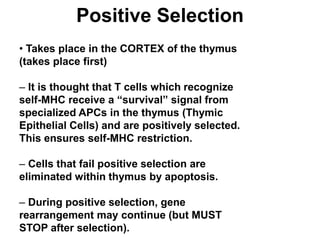 B and T cell maturation.ppt