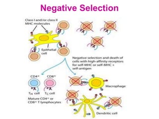 B and T cell maturation.ppt