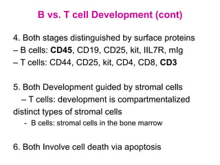 B and T cell maturation.ppt