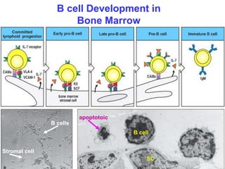 B and T cell maturation.ppt