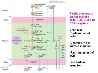 B and T cell maturation.ppt