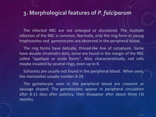 Malaria Parasite | PPT