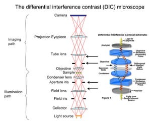 Bangalore polarization dic | PPTX