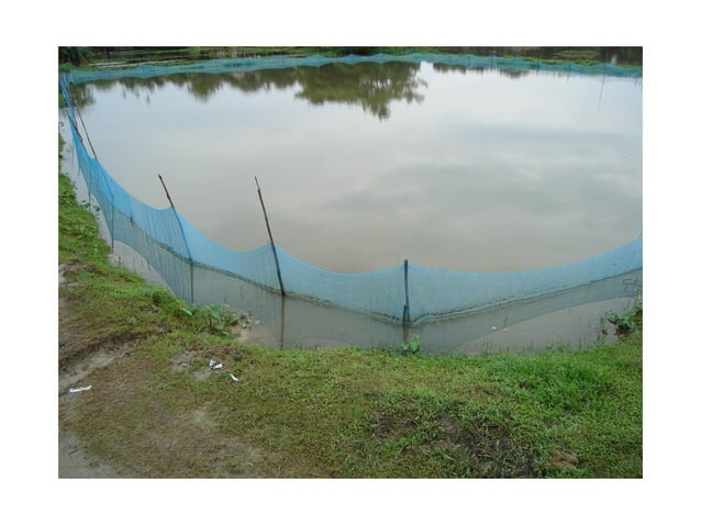 Bangladesh: Country Overview on the Importance of Fish for Nutrition ...