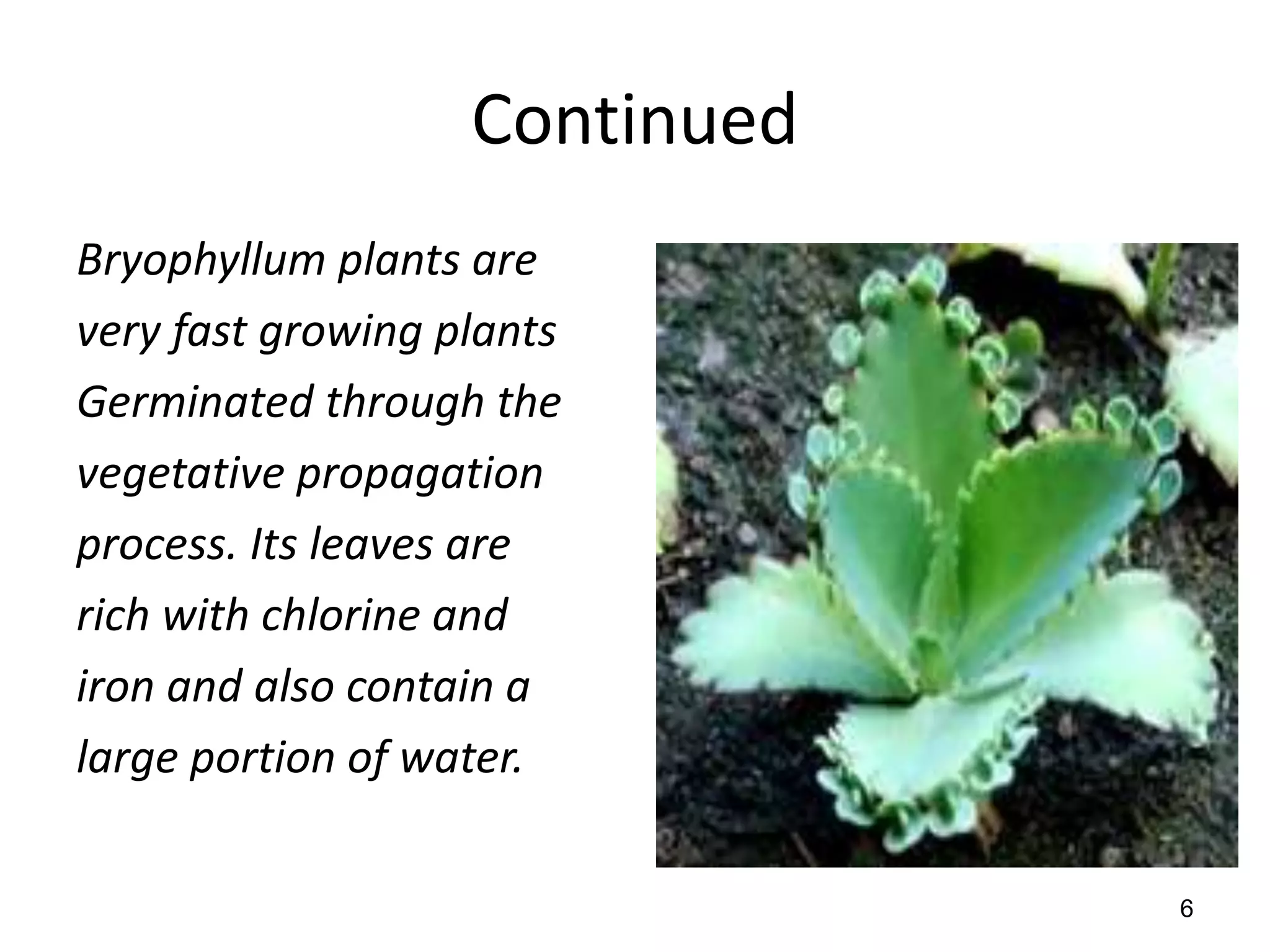 Dhaka | Aug-15 | Electricity Generation from Pathor Kuchi Leaf (PKL ...