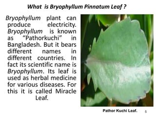 Dhaka | Aug-15 | Electricity Generation from Pathor Kuchi Leaf (PKL ...