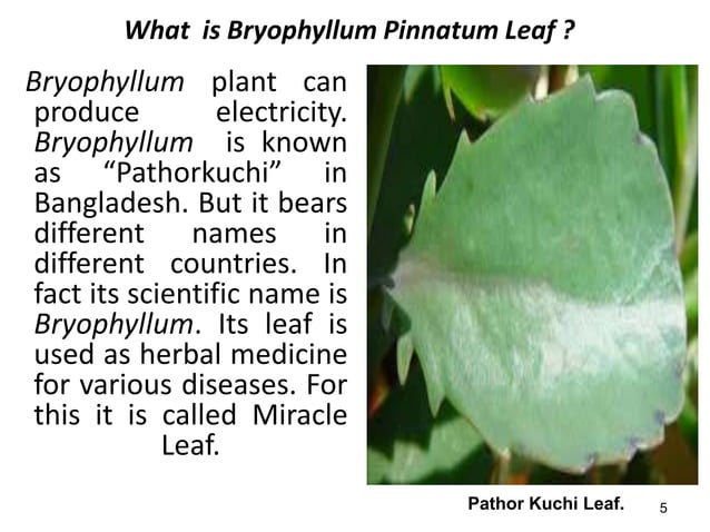 Dhaka | Aug-15 | Electricity Generation from Pathor Kuchi Leaf (PKL ...
