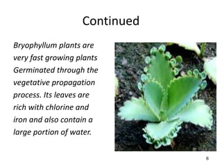 Dhaka | Aug-15 | Electricity Generation from Pathor Kuchi Leaf (PKL ...