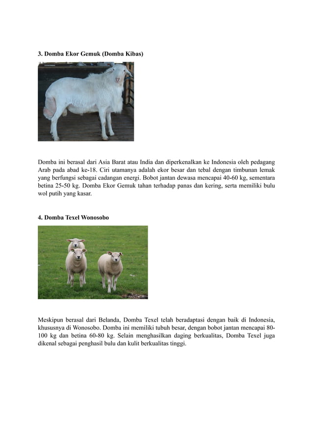 BANGSA DAN KARAKTERISTIK TERNAK KAMBING.docx