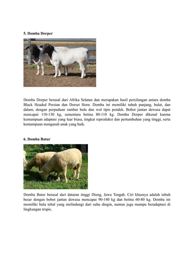 BANGSA DAN KARAKTERISTIK TERNAK KAMBING.docx