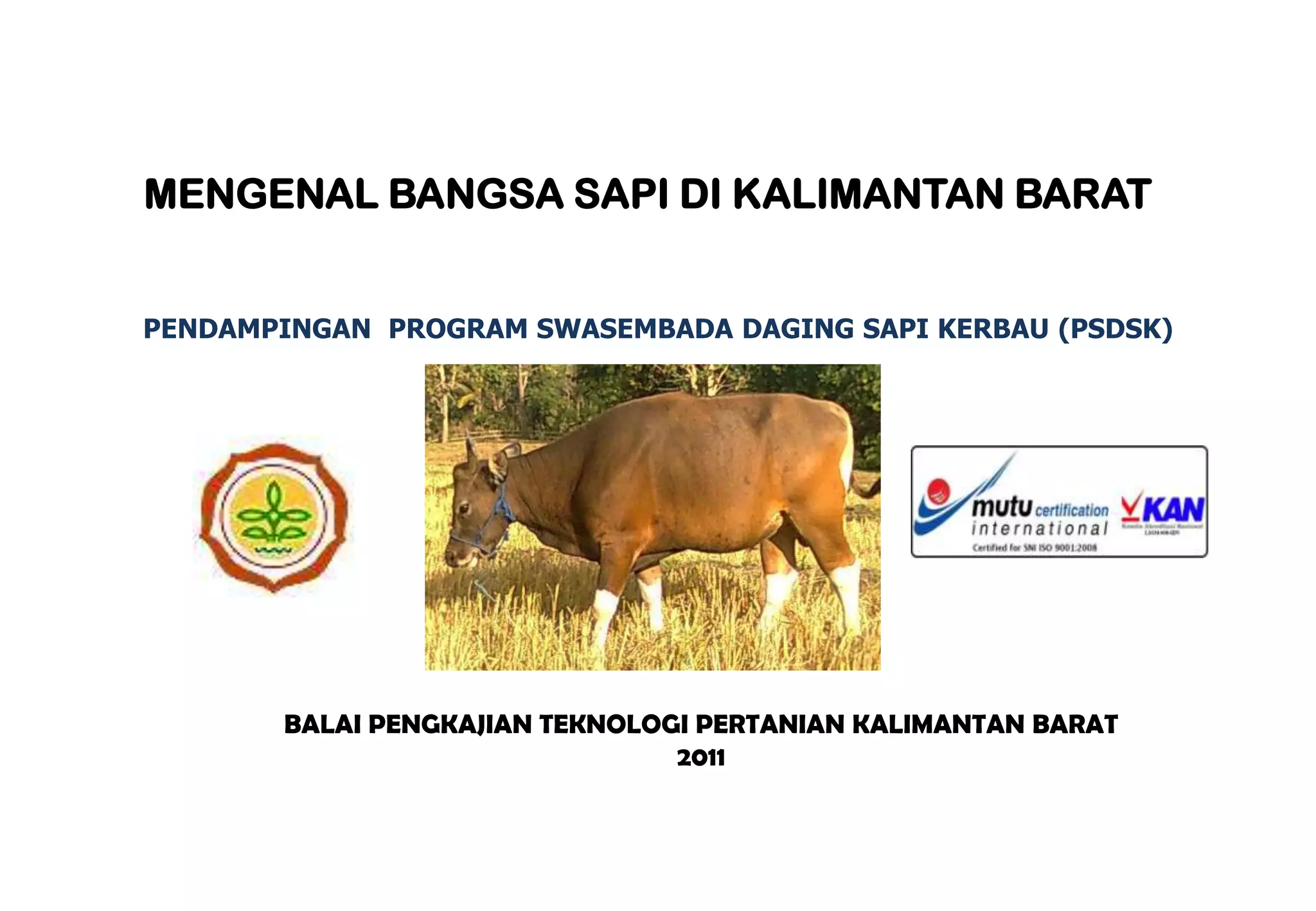 Bangsa sapi | PPTX