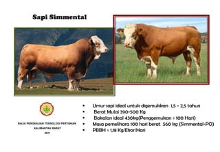 Bangsa sapi | PPTX
