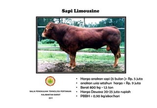 Bangsa sapi | PPTX