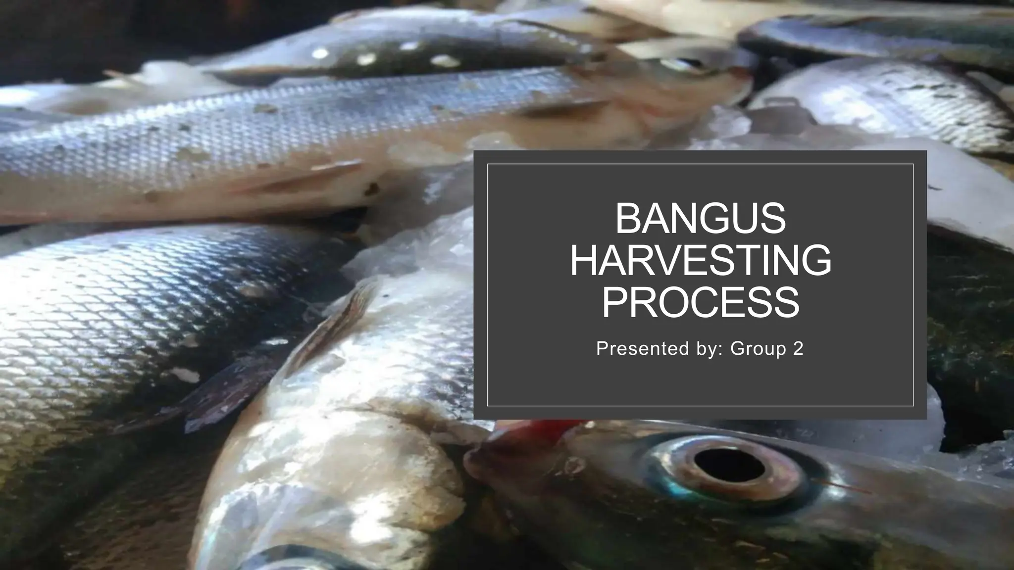 Bangus-harvesting-process.pptx(group2).pptx
