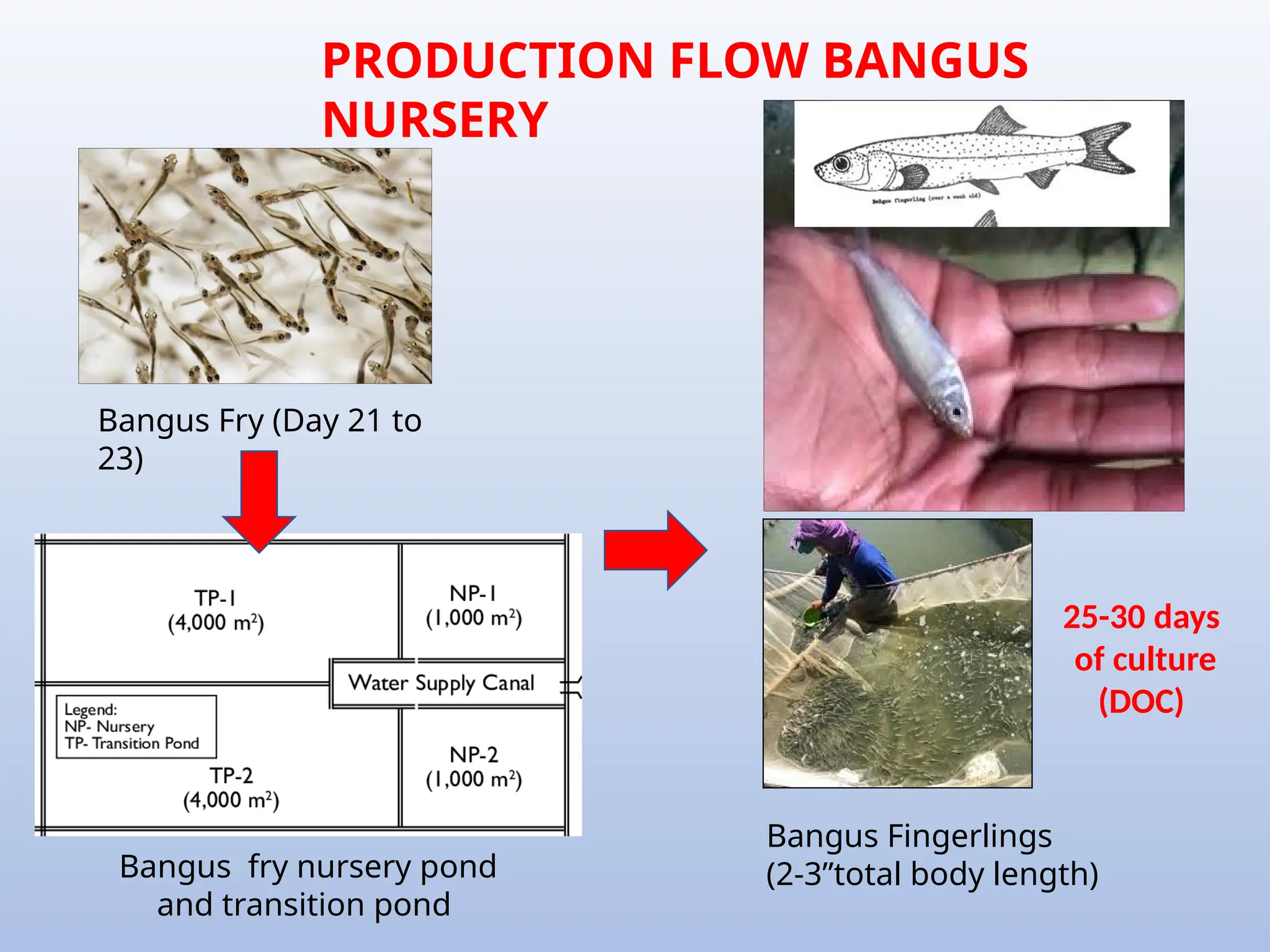 Bangus-Nursery-Operation-in-Central-Luzon-powerpoint-presentation (1 ...