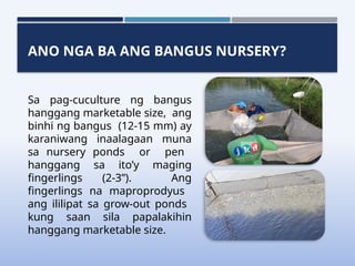 Bangus-Nursery-Operation-in-Central-Luzon-powerpoint-presentation (1 ...