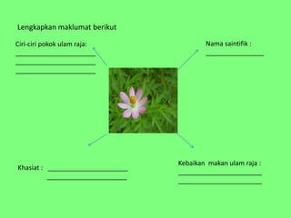 Ulam raja | PPT