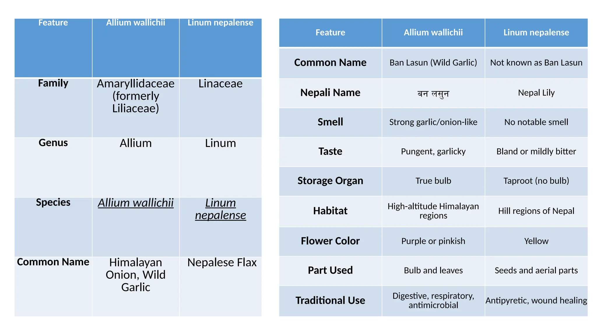 BAN LASUN allium sativum Himalayan herbal medicine | PPTX