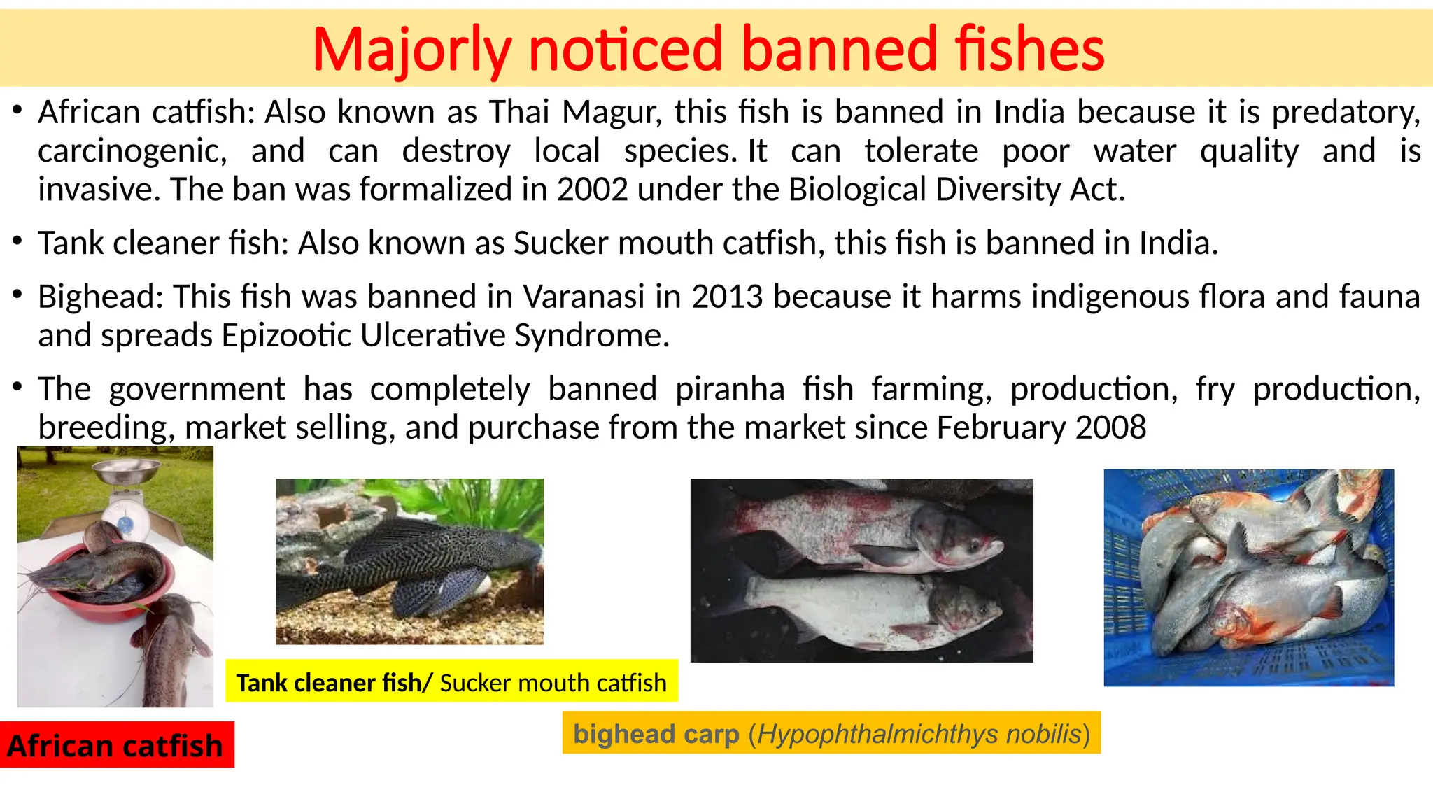 Banned fishes and fisheries regulations in India By B | PPTX