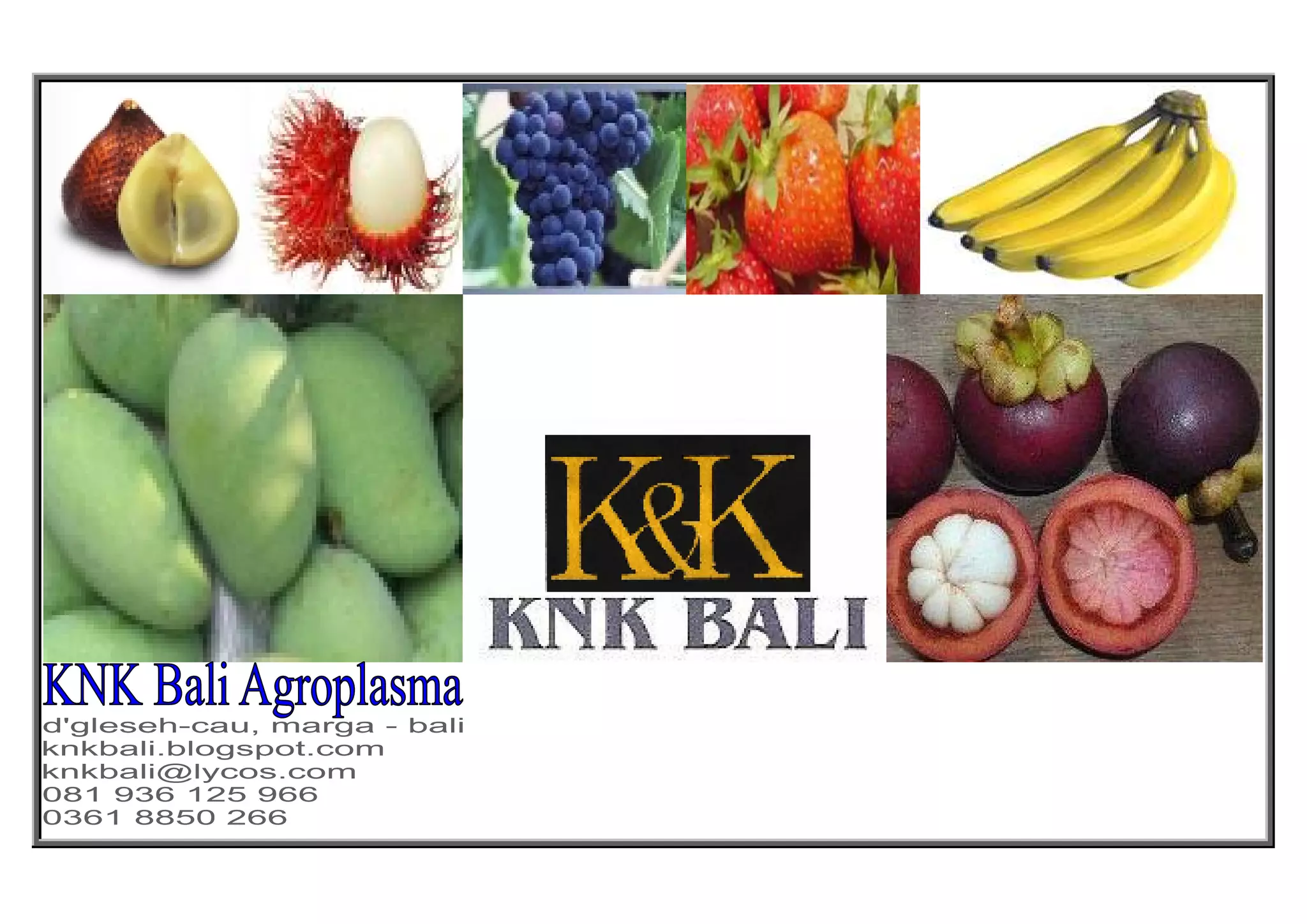 KNK Bali Agroplasma | PPT