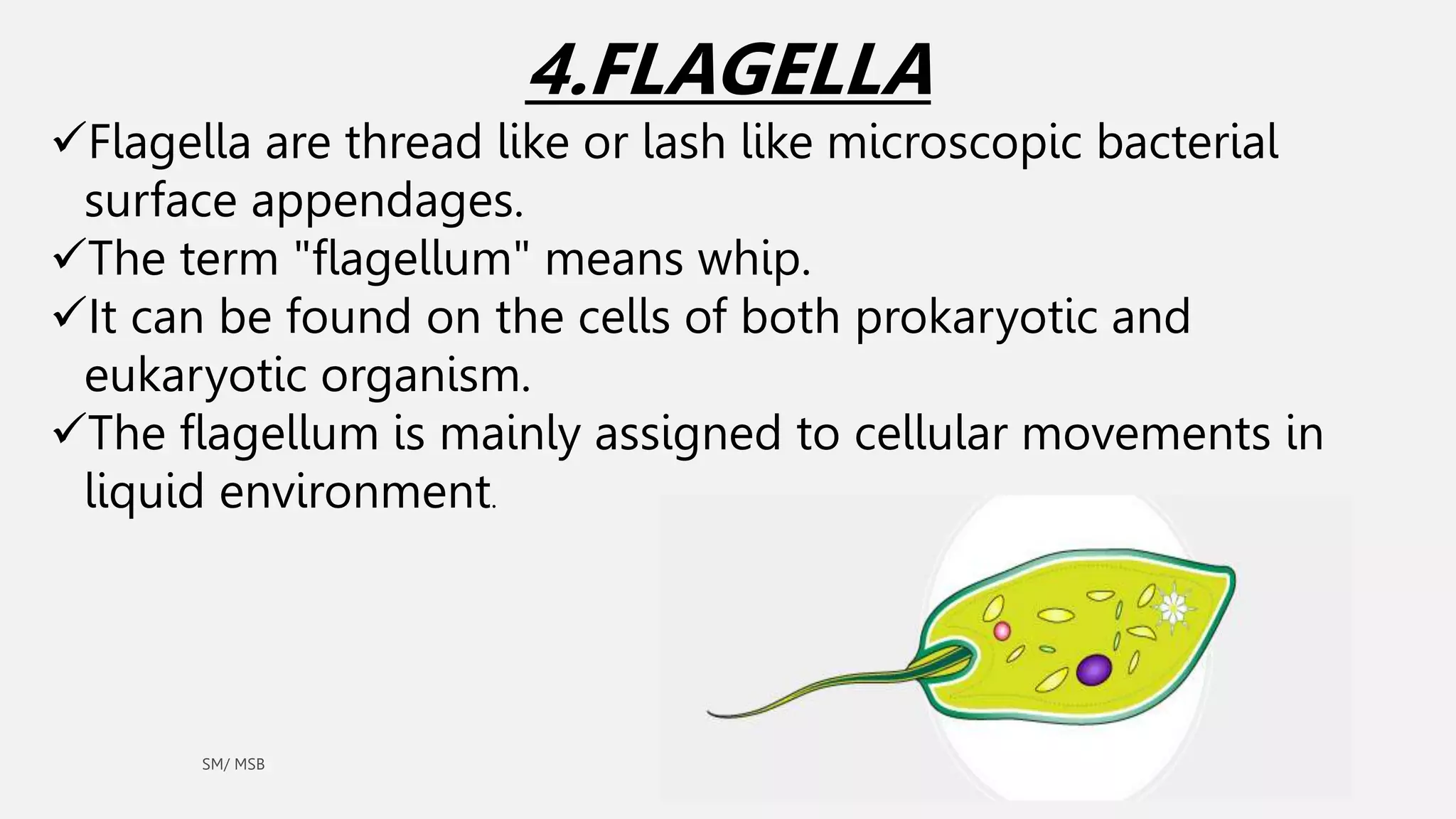 cell_motolity_flagella_cilia.pptx