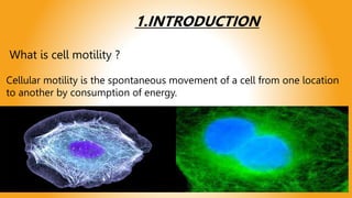 cell_motolity_flagella_cilia.pptx
