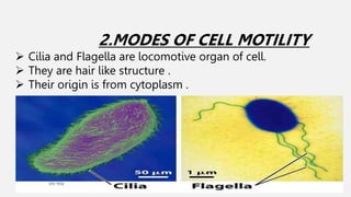 cell_motolity_flagella_cilia.pptx