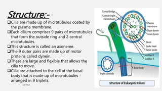 cell_motolity_flagella_cilia.pptx