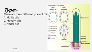 cell_motolity_flagella_cilia.pptx