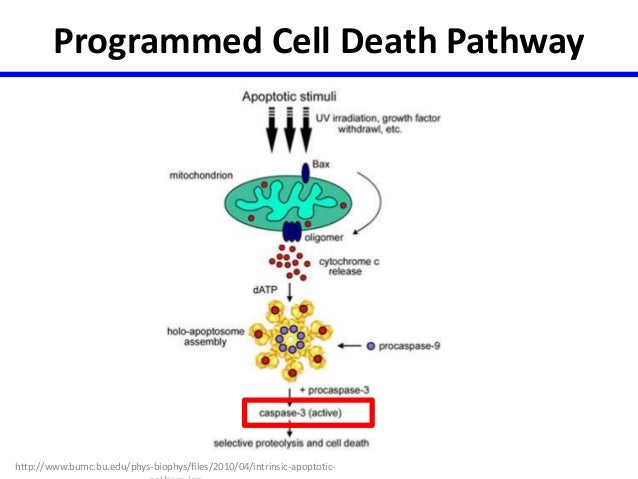 Ageless Animals and Plants
