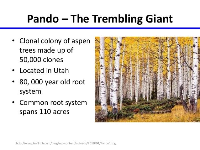 Ageless Animals and Plants