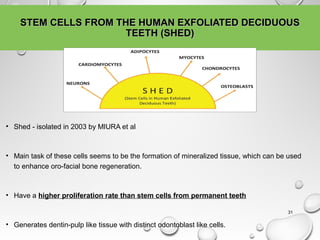 Regenerative endodontics | PPT