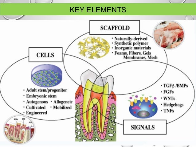 Regenerative endodontics