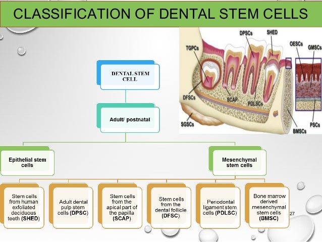 Regenerative endodontics