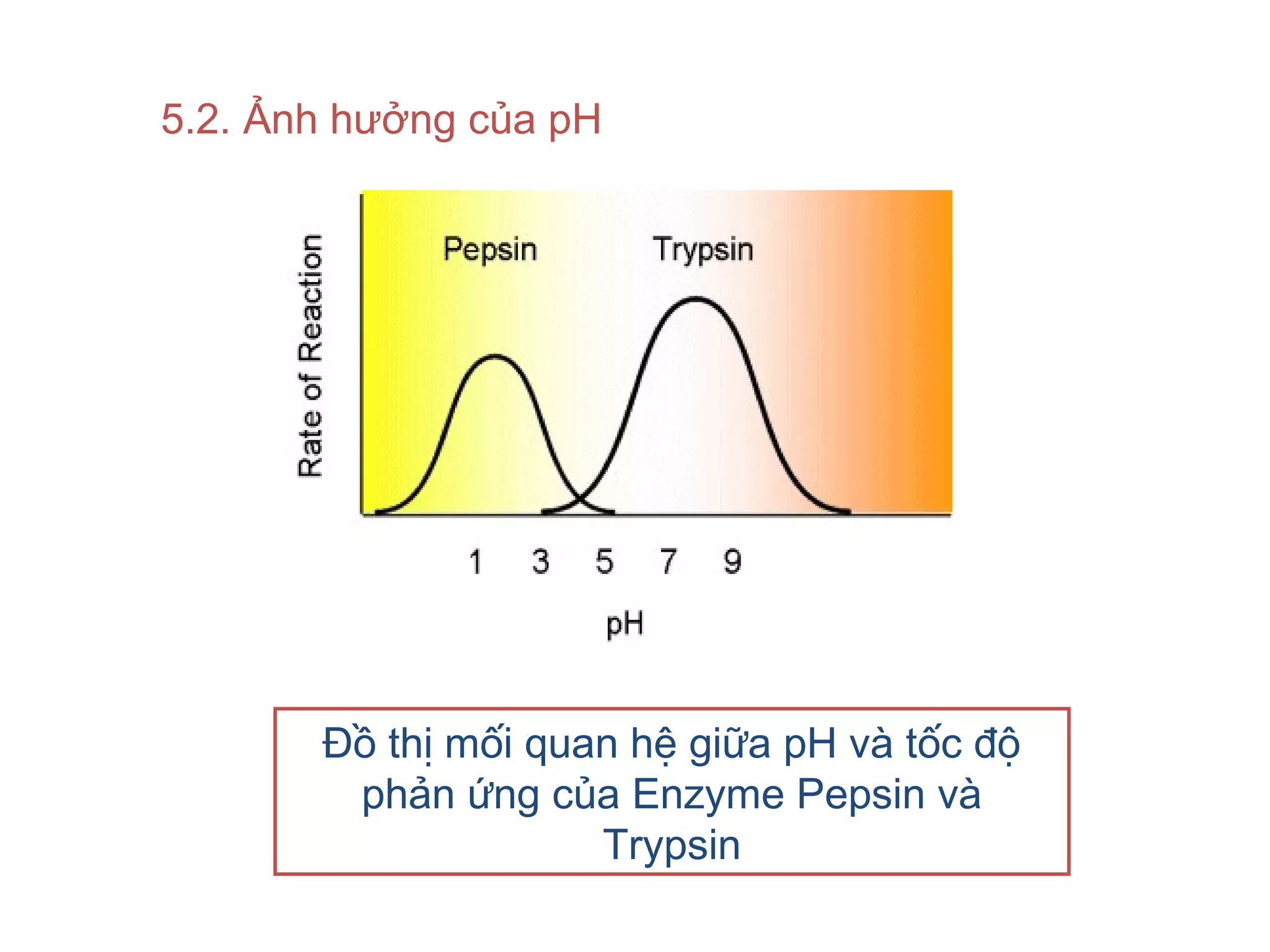 Ban ve Enzyme | PPT