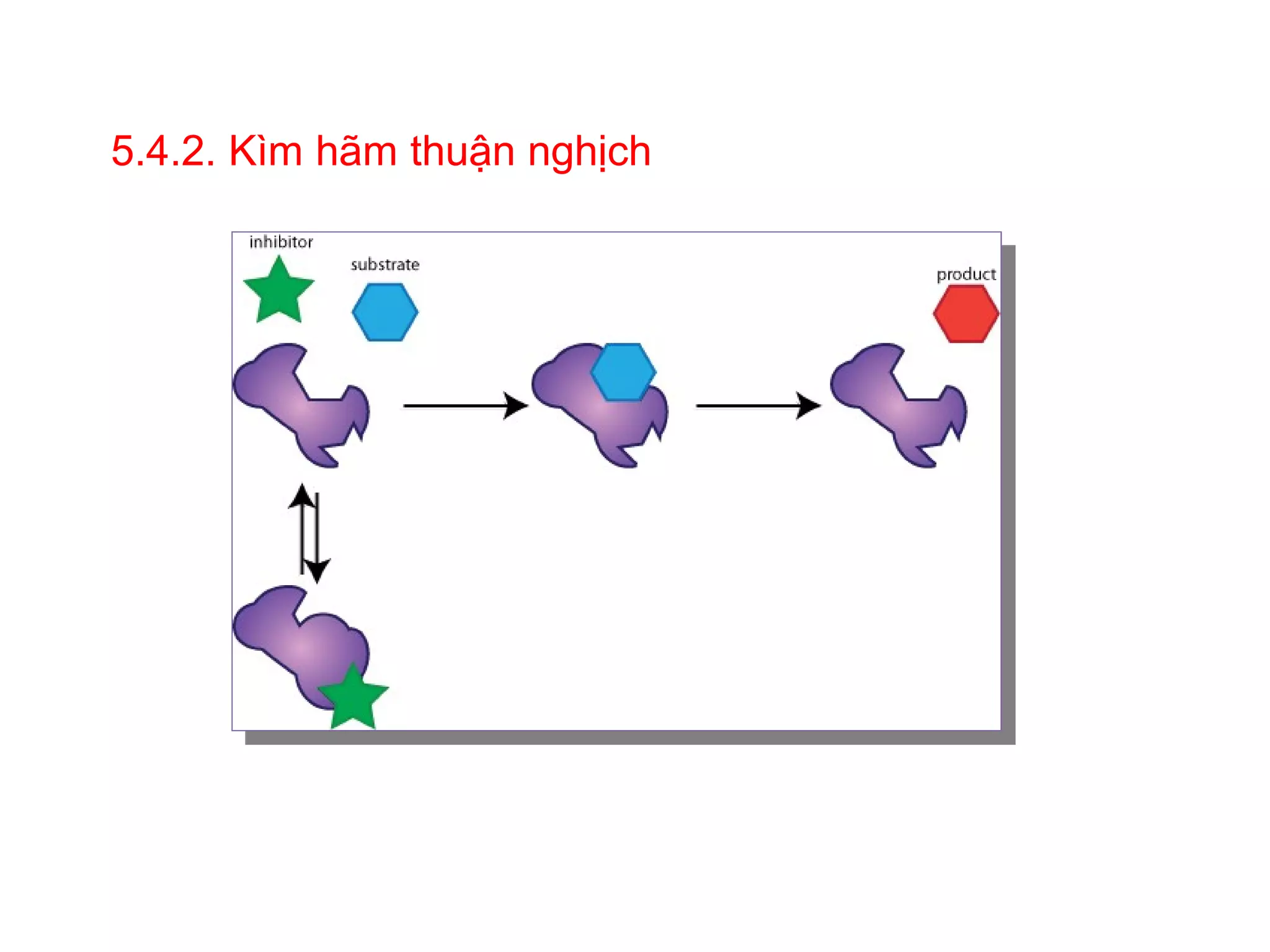 Ban ve Enzyme | PPT