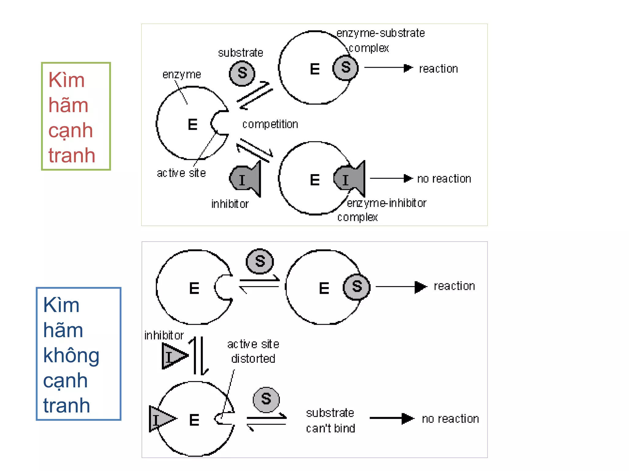 Ban ve Enzyme | PPT
