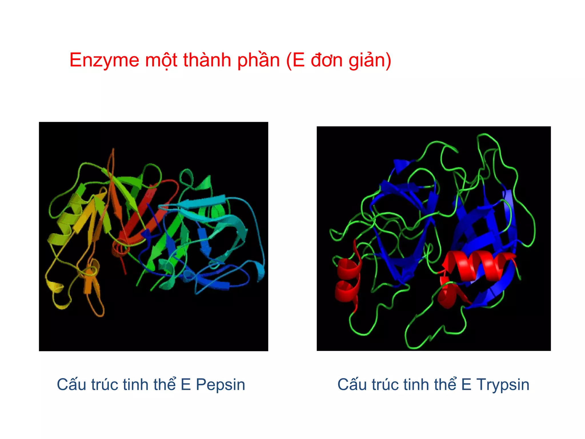 Ban ve Enzyme | PPT