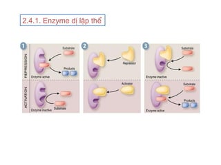 Ban ve Enzyme | PPT