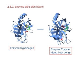 Ban ve Enzyme | PPT