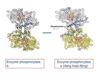 Ban ve Enzyme | PPT