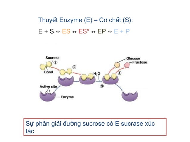 Ban ve Enzyme | PPT
