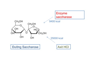 Ban ve Enzyme | PPT