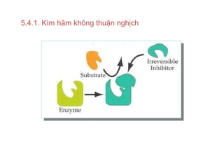 Ban ve Enzyme | PPT