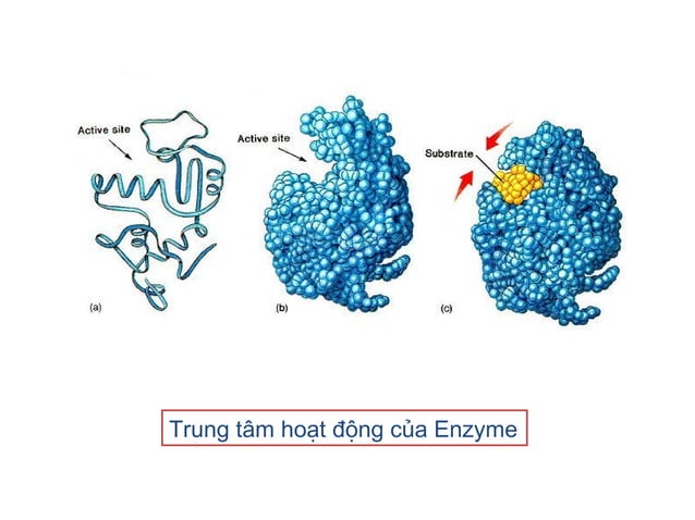 Ban ve Enzyme | PPT